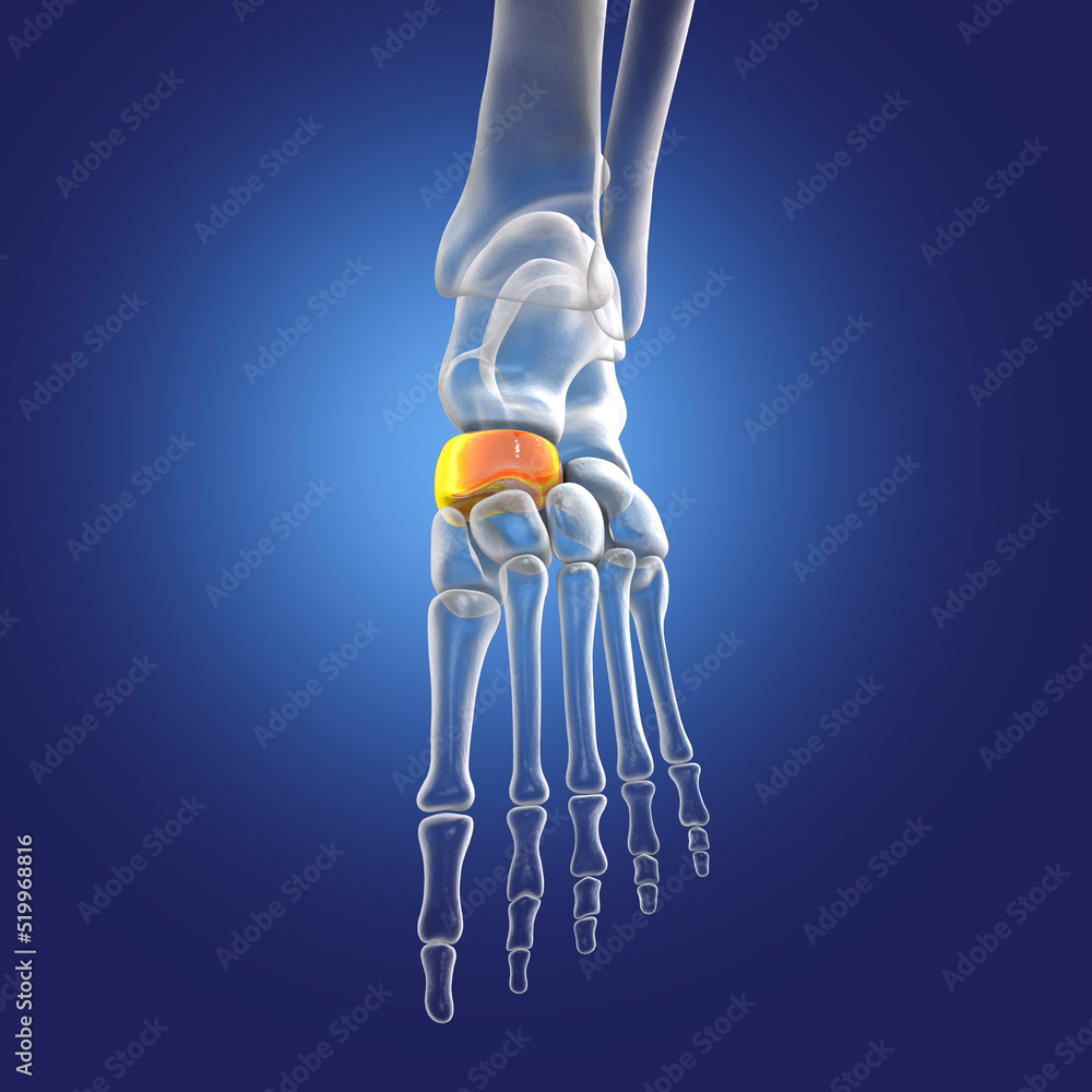 Human foot anatomy. Navicular bone of the foot Illustration Stock ...