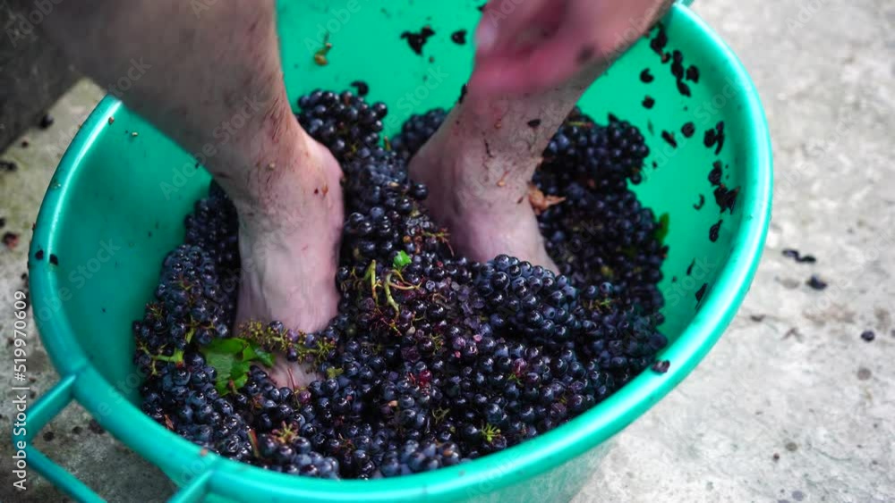 Grape-treading or grape-stomping in traditional winemaking. Senior ...