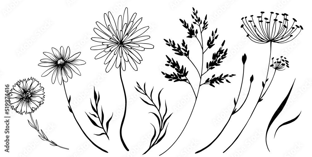 Set of decorative wild meadow flowers. Hand drawn black and white ...