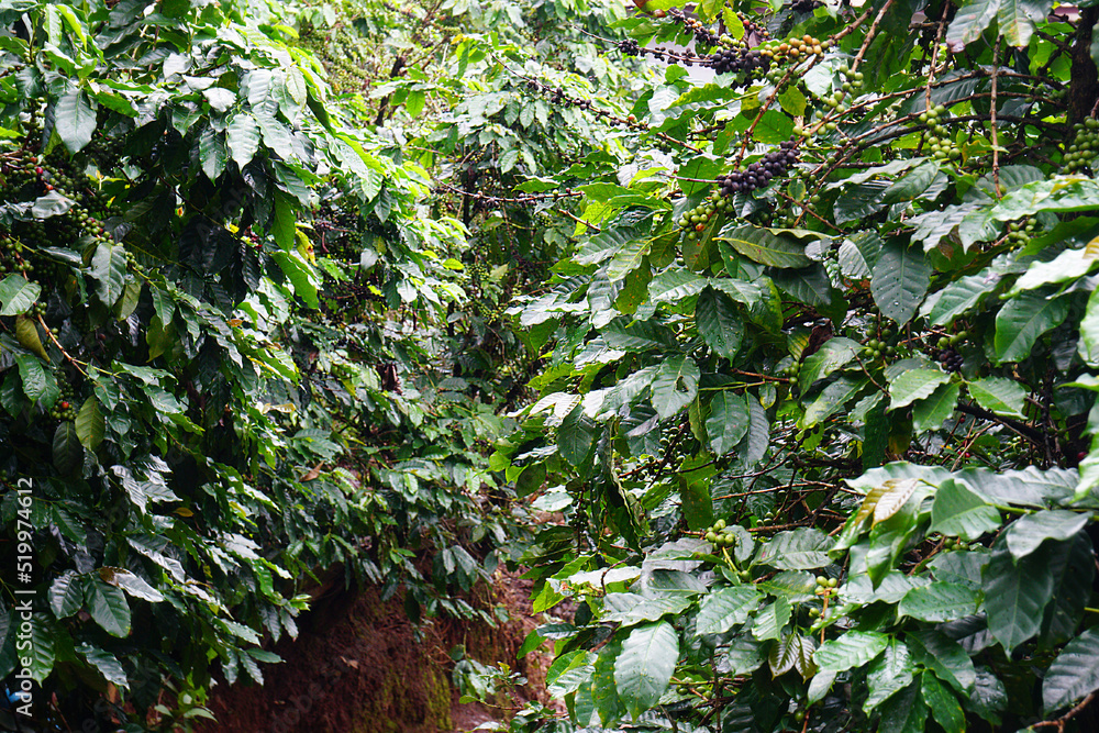 Nature Raw Arabica coffee seed on Coffee arabica tree is a species of ...