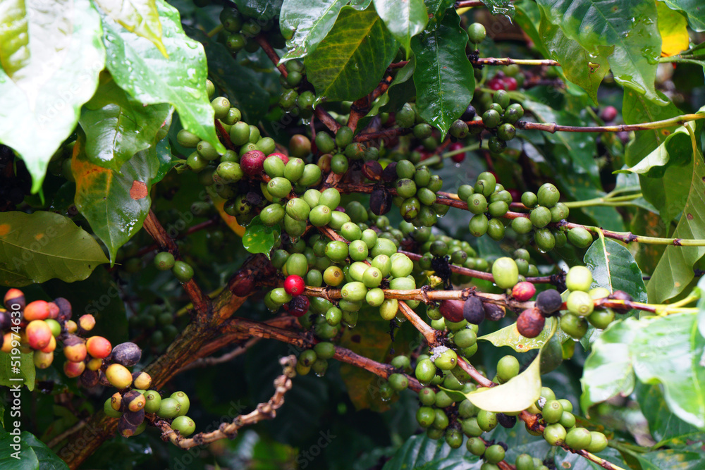 Fotografia do Stock: Selective Focus Arabica coffee seed on Coffee ...