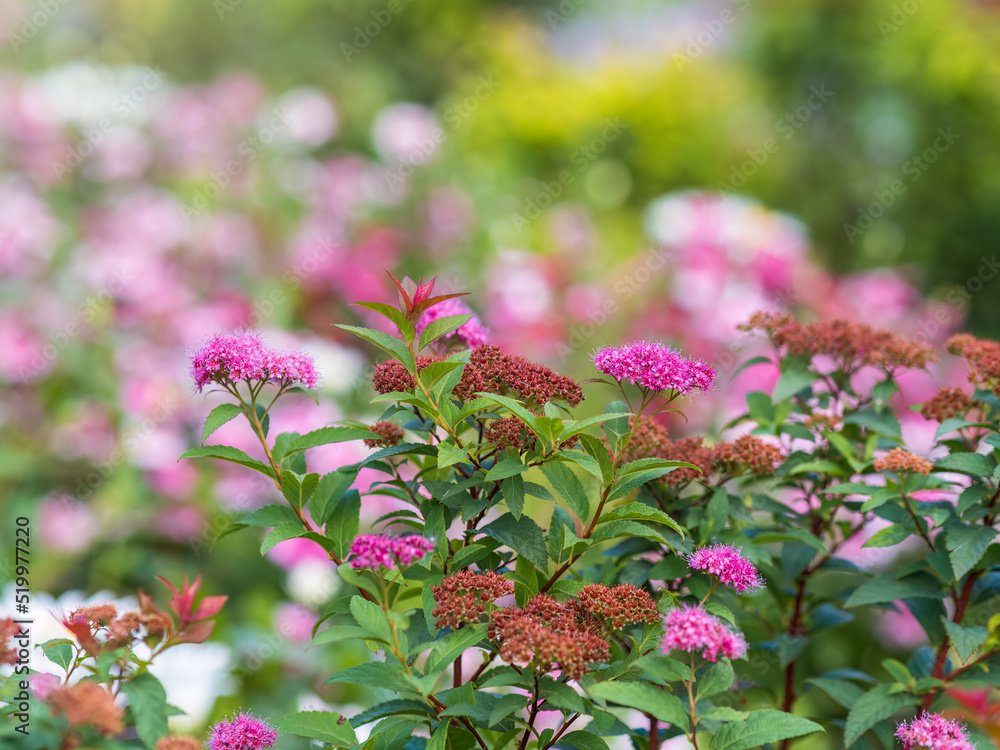 Flowers of Spiraea japonica double play pink, the Japanese meadowsweet ...