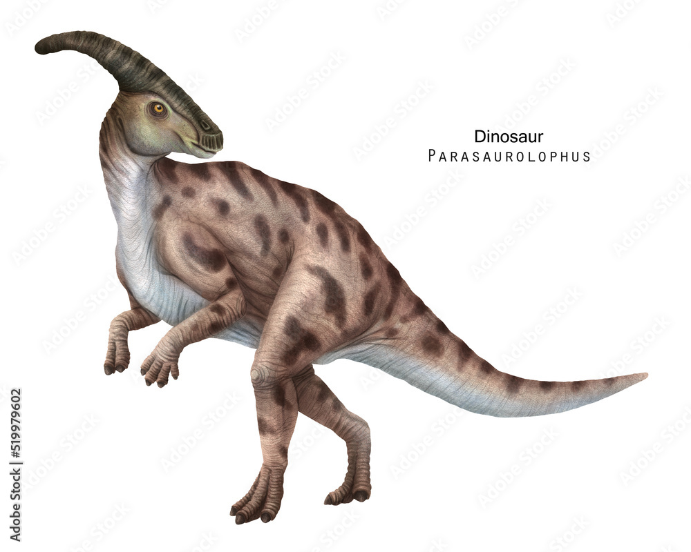 Parasaurolophus illustration. Beige Dinosaur, herbivorous ornithopod ...