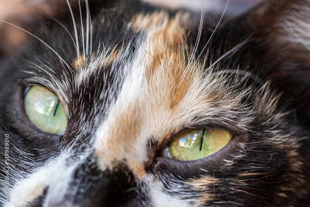 Closeup of mesmerising cat eyes in detailed macro view, showcasing the ...