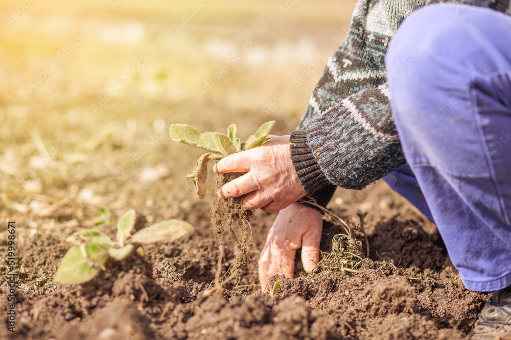 Hand of active senior pulling out weed of his huge botanic garden ...