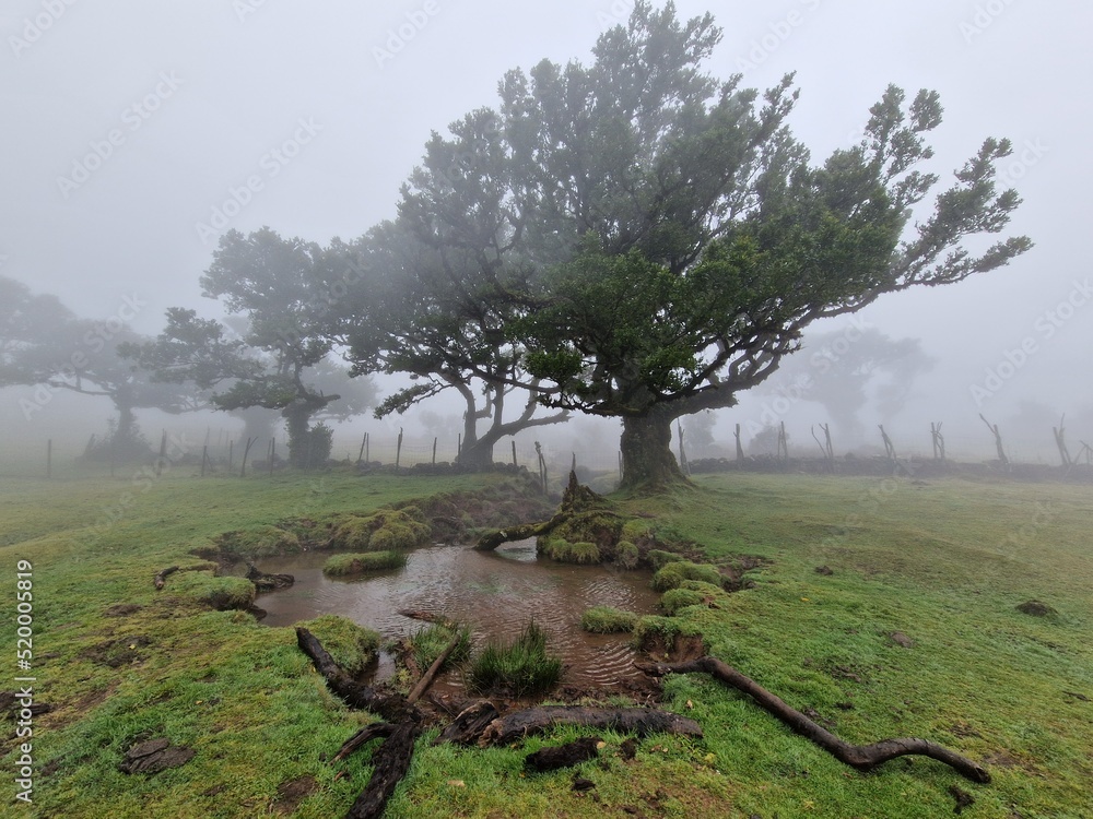 Fanal forest, Madeira Stock Photo | Adobe Stock