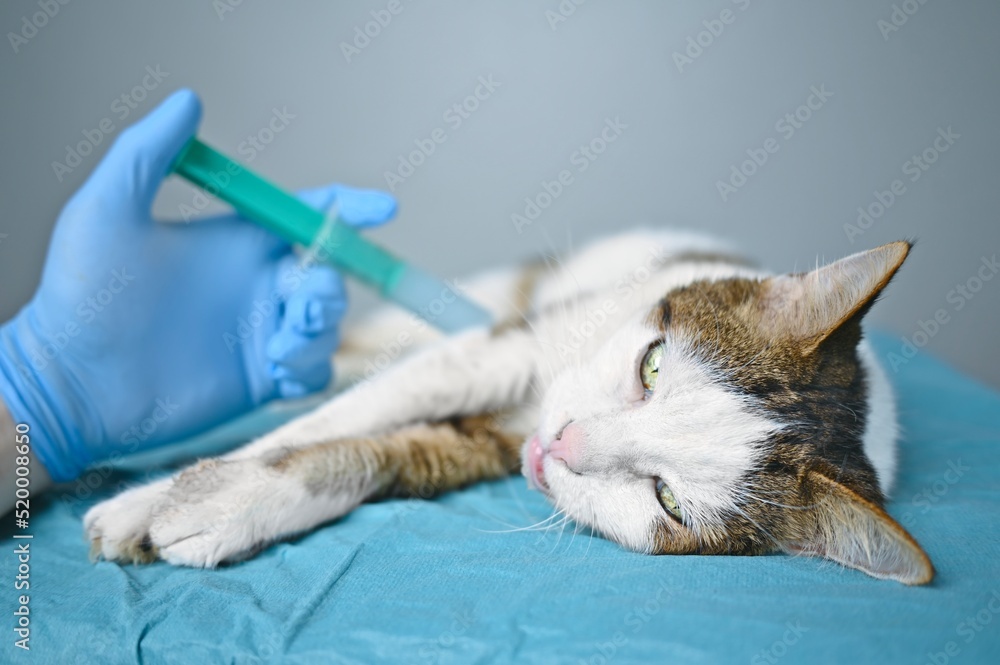 Old tabby cat becomes a injection from a veterinarian. Stock Photo ...