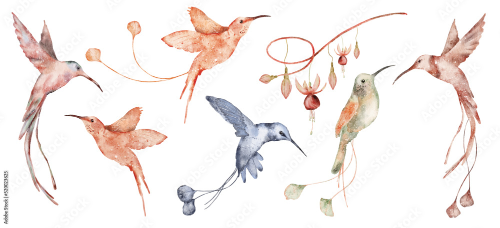 Watercolor hummingbird hand drawn illustration Stock Vector | Adobe Stock