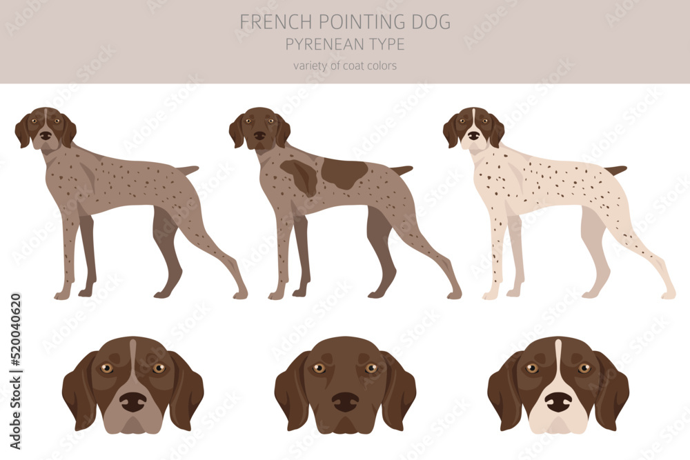 French pointing dog, Pyrenean type clipart. Different poses, coat ...