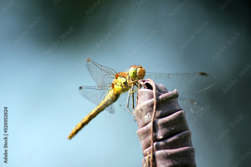 dragonfly female ruddy darter, close up of face looks like is smiling ...