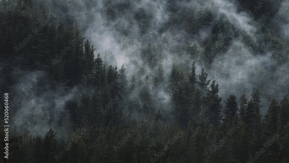 Bruma en el bosque Stock Photo | Adobe Stock