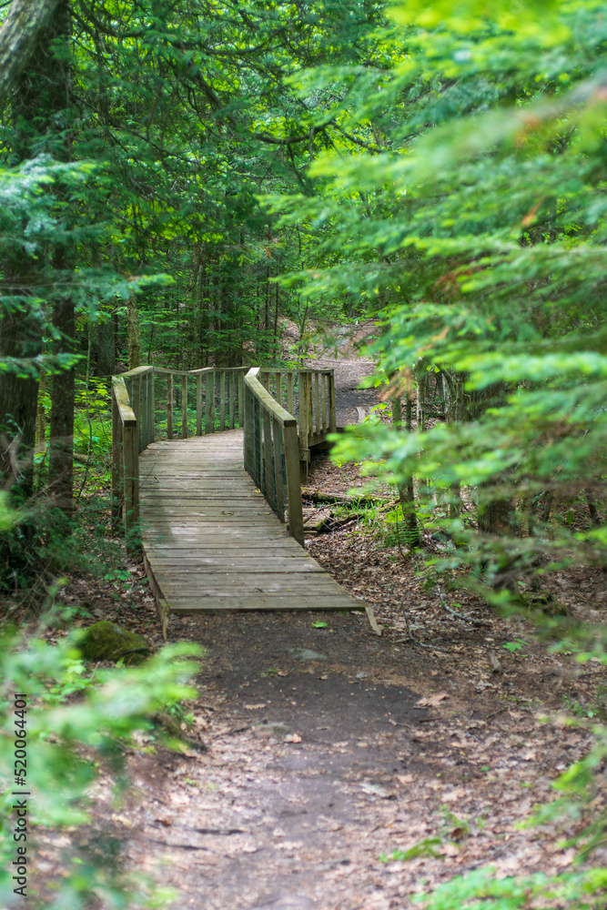 Hiking trail through Estivant Pines a Nature Sanctuary of old growth ...
