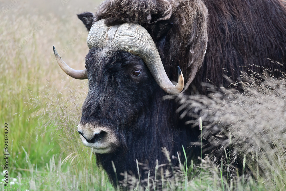 Alaska's muskox (Ovibos moschatus) is a stocky, long-haired animal with ...
