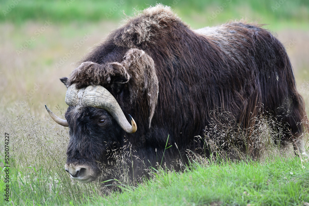 Alaska's muskox (Ovibos moschatus) is a stocky, long-haired animal with ...