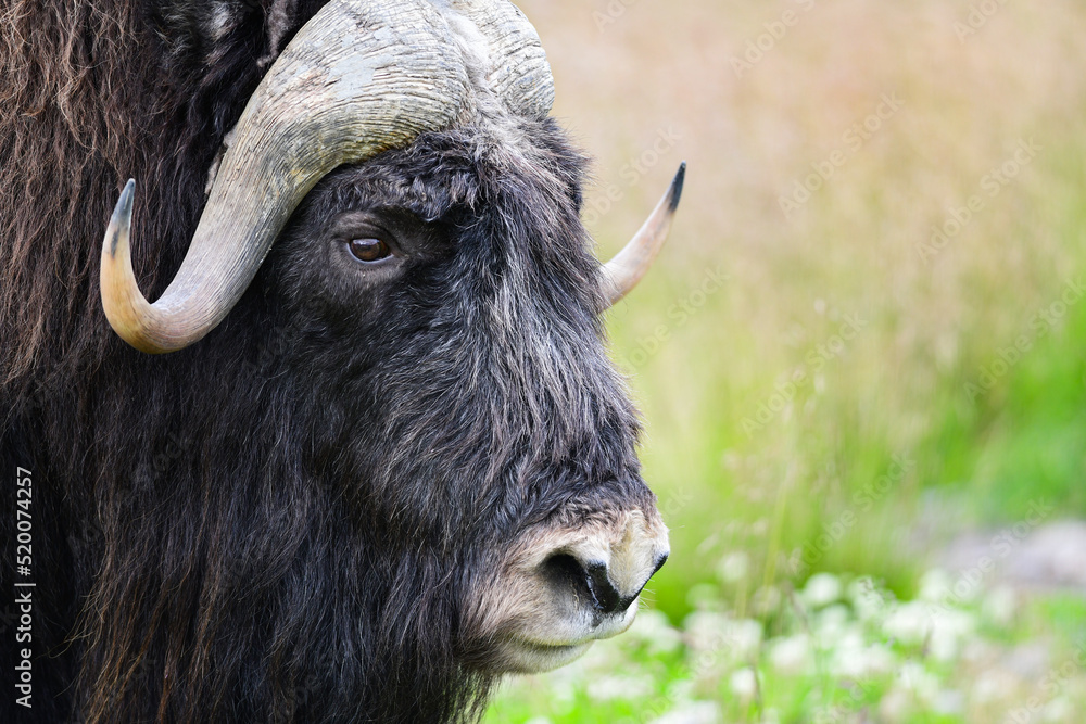 Alaska's muskox (Ovibos moschatus) is a stocky, long-haired animal with ...