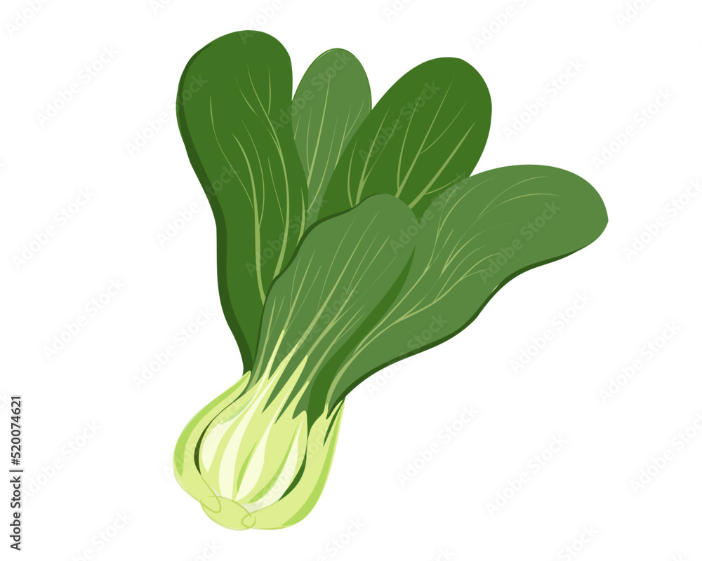 Pak choi cabbage isolated on white background. Vector illustration ...