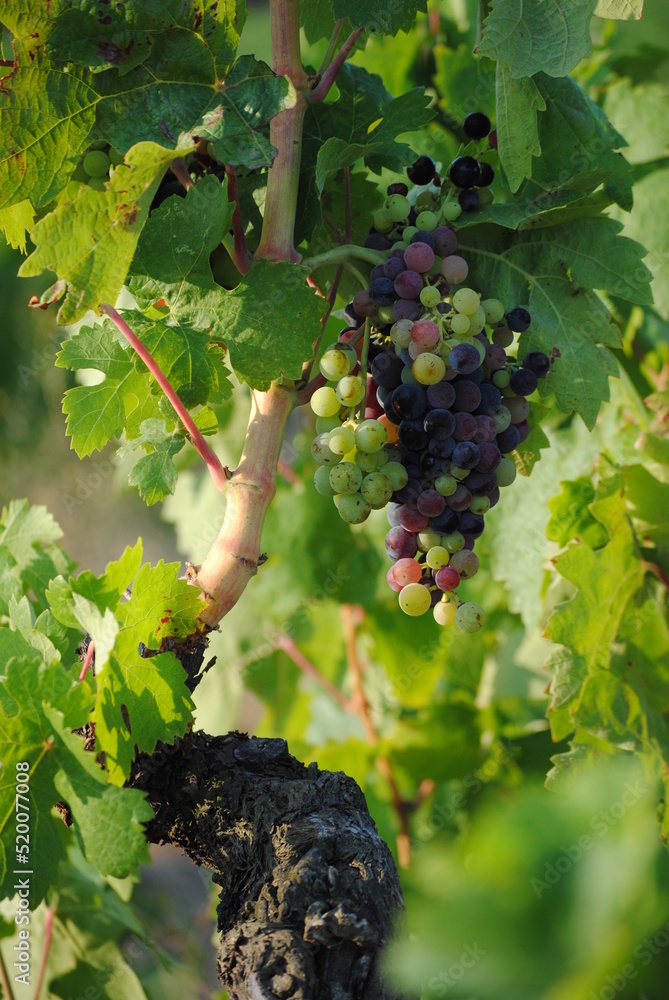 Uva cambiando el color en el mes de julio, ciclo de la naturaleza Stock ...