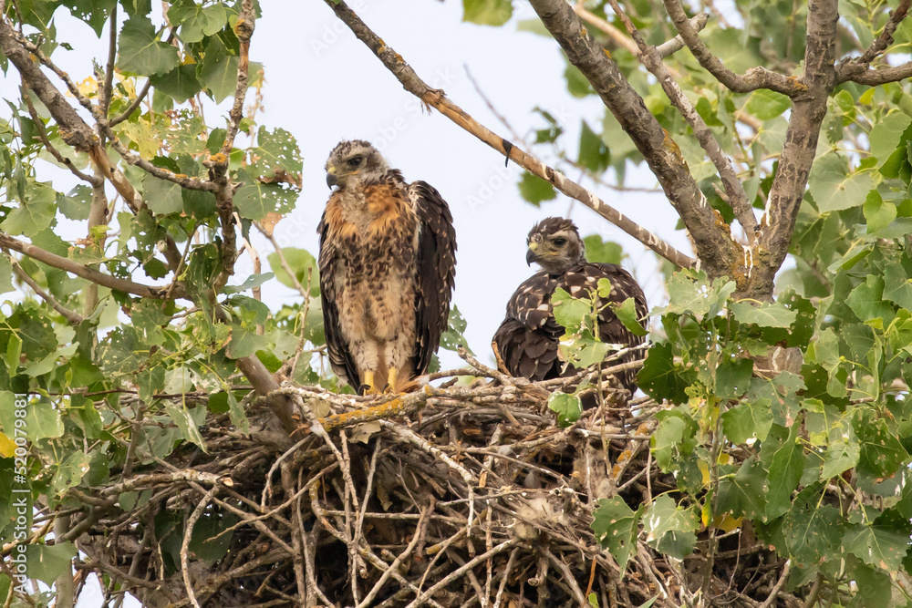 Young Red Tailed Hawks In Nest Stock Photo Adobe Stock