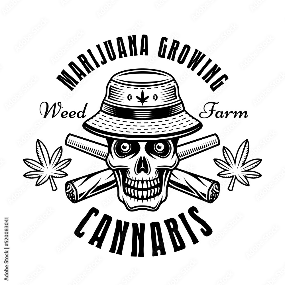 Marijuana growing farm vector emblem, badge, label or logo with skull in bucket hat and two ...