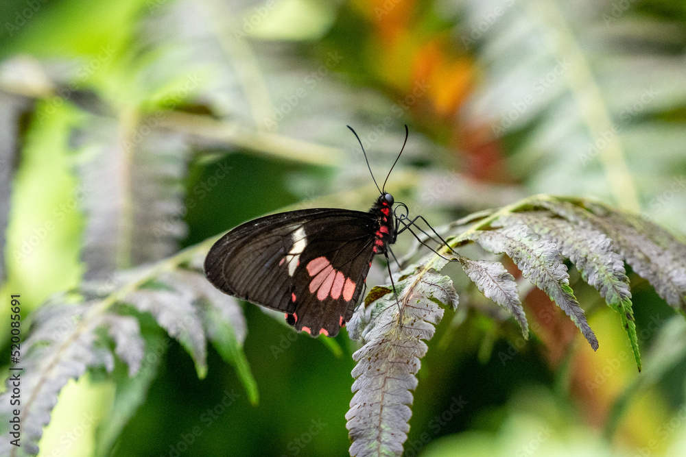 Catonephele numilia, the blue-frosted banner, blue-frosted Catone ...