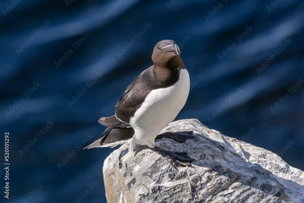 Razorbill - Alca torda - on the rock with dark blue Barents Sea in background. Photo from ...