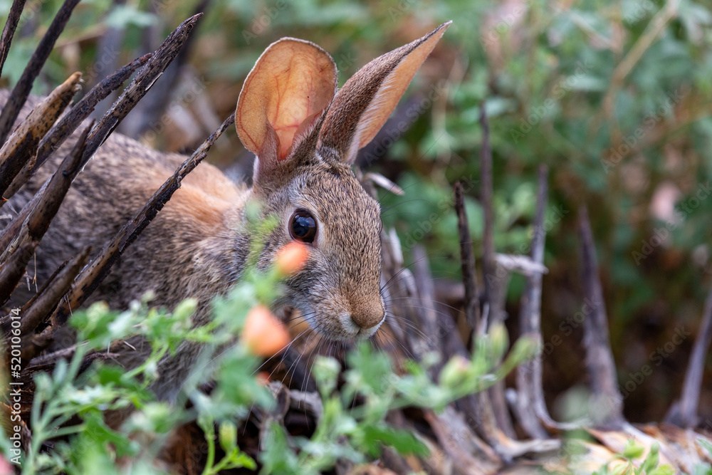 Desert cottontail rabbit, Sylvilagus audubonii, a cute bunny in the ...