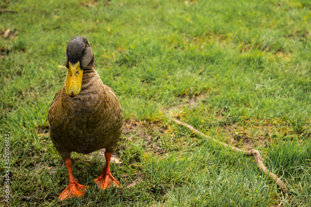 Pato triste y solo caminando en el pasto Stock Photo | Adobe Stock