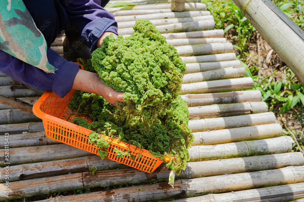 Green plant components ,Azolla Pinnata ,Azolla microphylla,agricultural ...