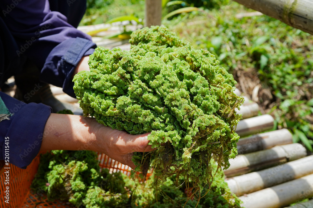 Green plant components ,Azolla Pinnata ,Azolla microphylla,agricultural ...