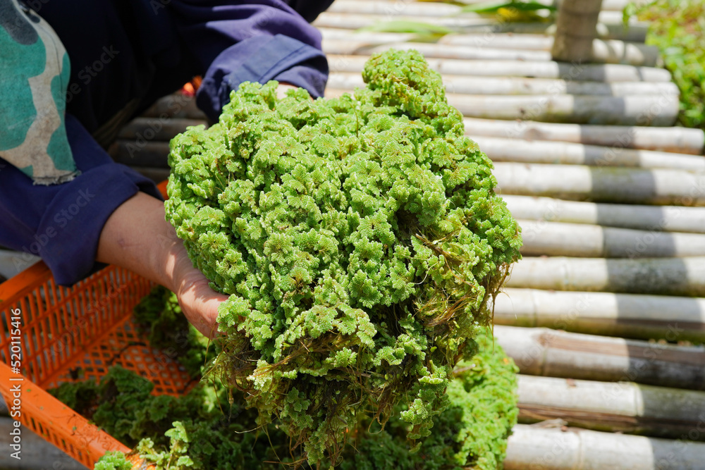 Foto de Green plant components ,Azolla Pinnata ,Azolla microphylla ...