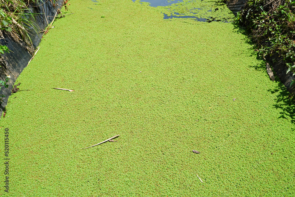 Green plant components ,Azolla Pinnata ,Azolla microphylla,agricultural ...