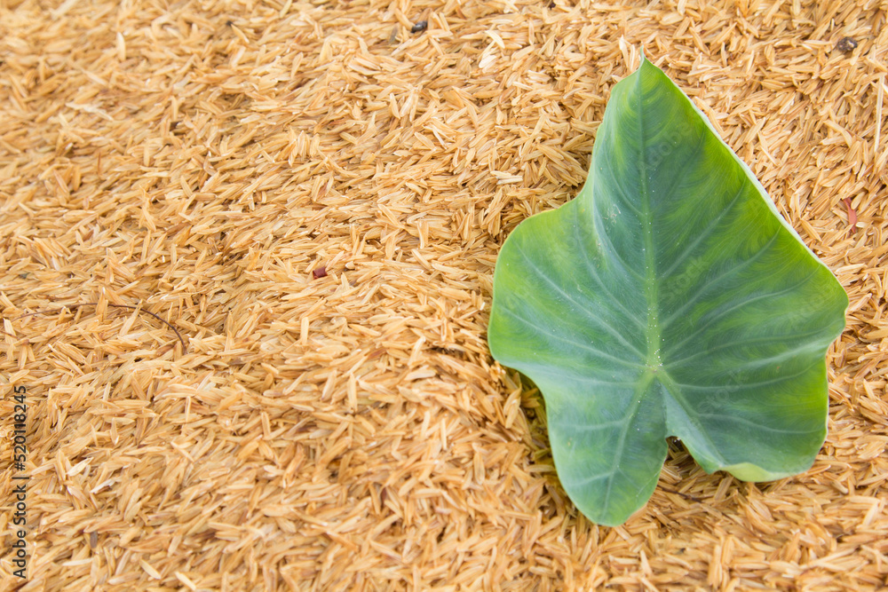 Taro leaves have a pattern and patterns on natural leaves created on a ...
