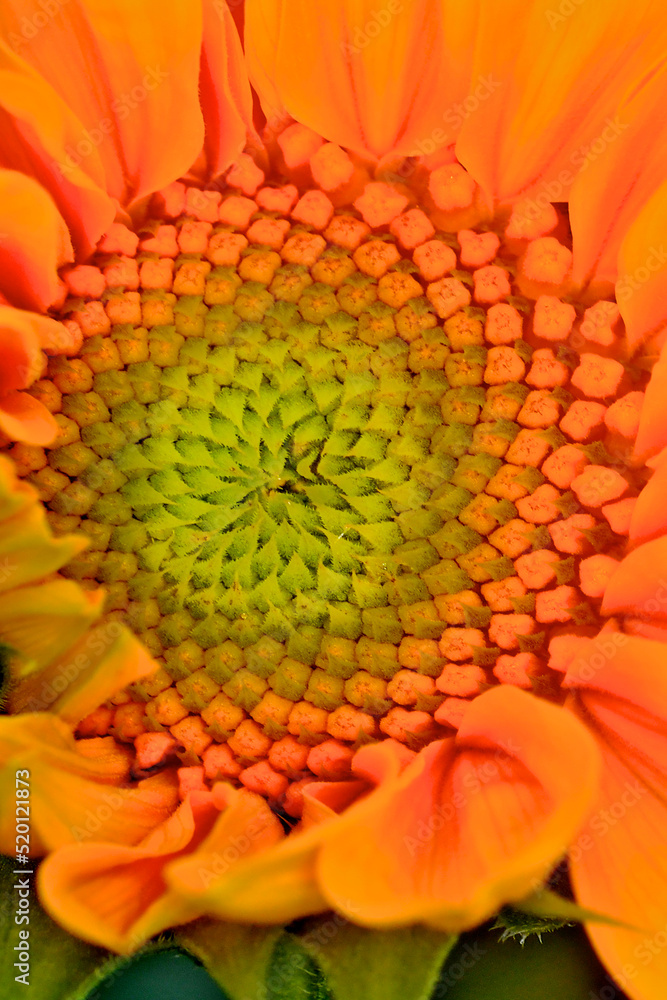 Logarithmic spirals. View down on spiral sunflower seed pattern. The ...