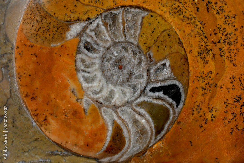 A cross section of Petrified Cretaceous Ammonite Fossil, Morocco. Each ...