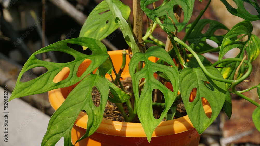 Monstera Acuminata, Monstera Adansonii, Monstera Obliqua popular in ...