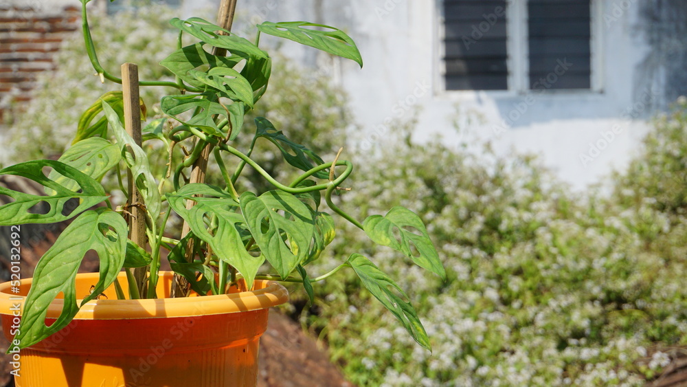 Monstera Acuminata, Monstera Adansonii, Monstera Obliqua popular in ...