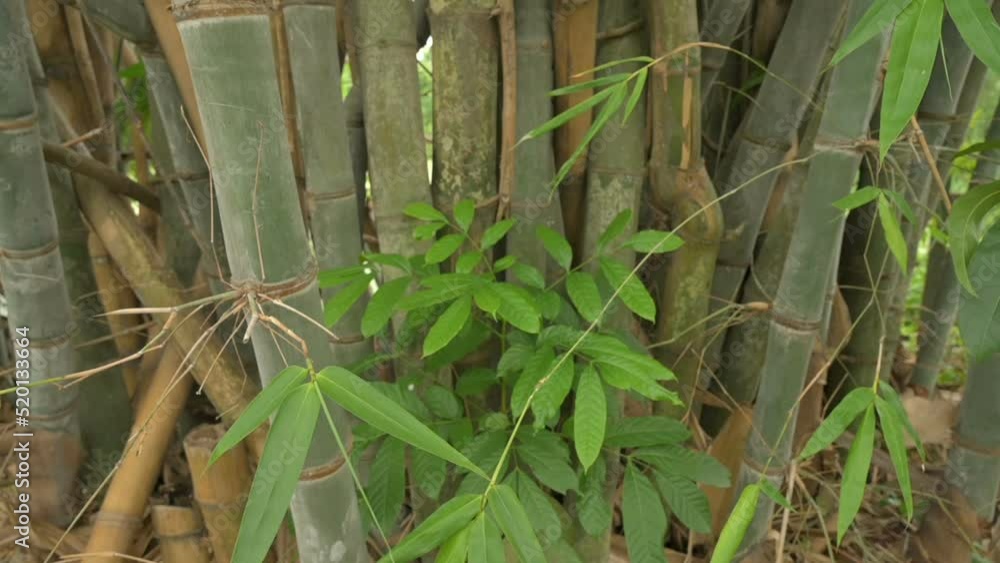 Vidéo Stock Bamboo, bamboo plants are evergreen perennial flowering ...