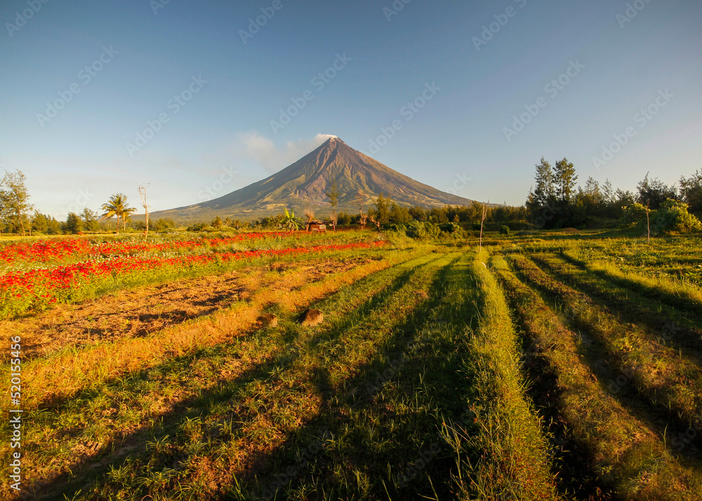 Mayon Volcano with red flower leading line in legazpi city Stock Photo ...