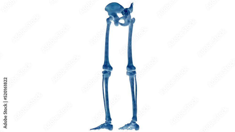 Human Skeleton System Lower Limbs Bone Joints Anatomy Animation Concept ...