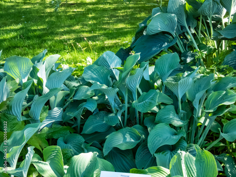 Large to giant hosta (hybrid of Hosta nigrescens) 'Krossa Regal' with ...