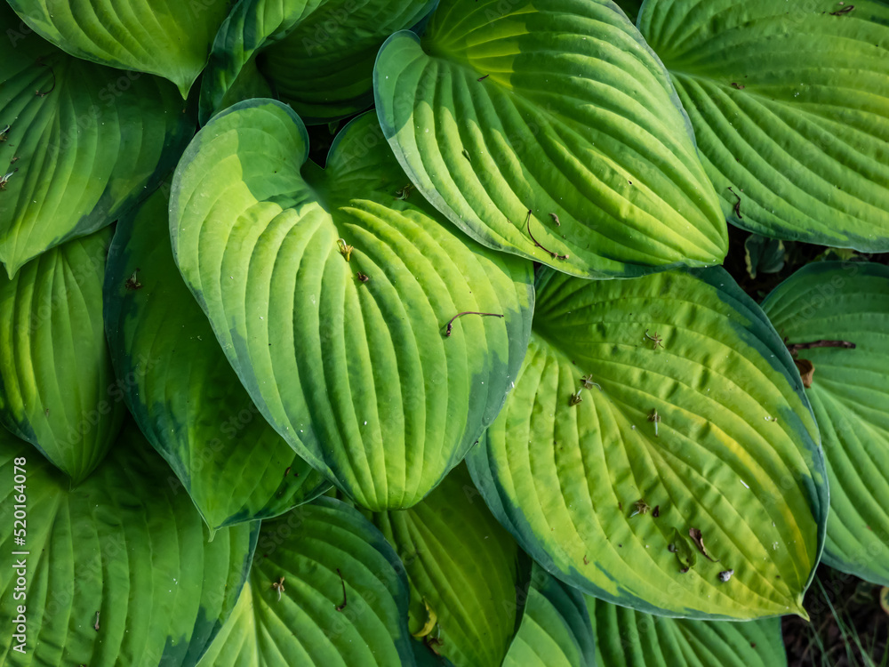 Plantain lily (hosta) 'Gold standard' is medium to large hosta forming ...