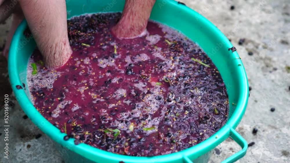 Grape-treading or grape-stomping in traditional winemaking. Senior ...
