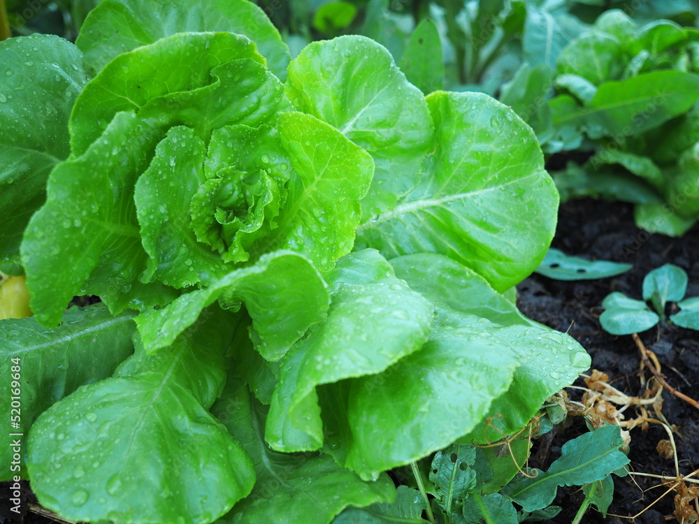 Lechuga procedente del cultivo ecológico para alimentacion vegetariana ...