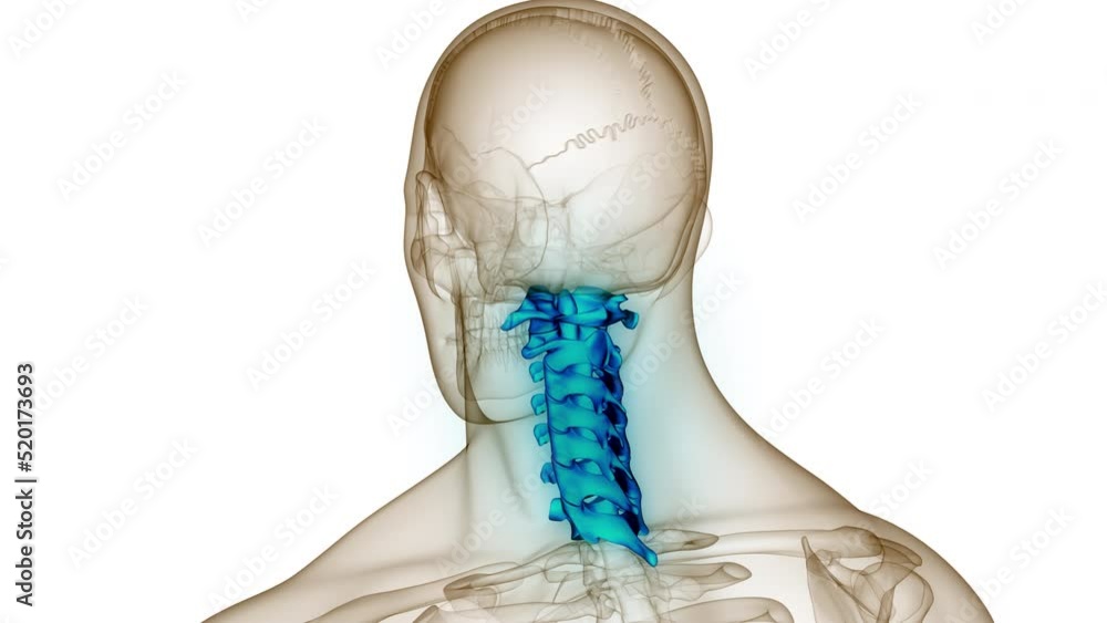Spinal Cord Vertebral Column Cervical Vertebrae of Human Skeleton ...