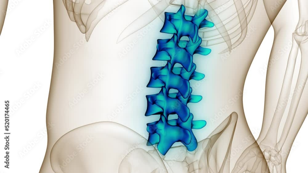 Spinal Cord Vertebral Column Lumbar Vertebrae of Human Skeleton System ...