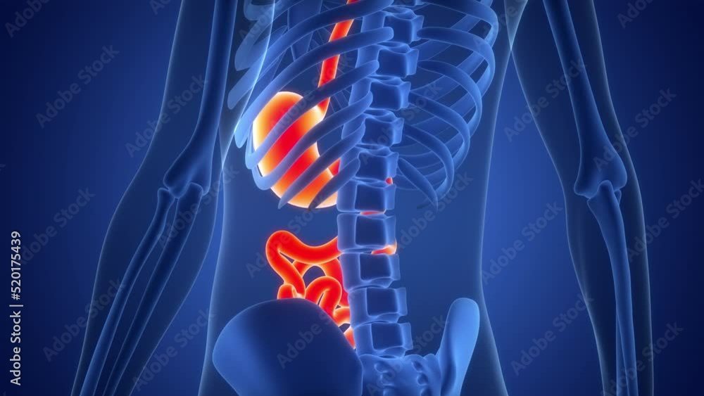 Human Digestive System Stomach with Small intestine Anatomy Animation ...