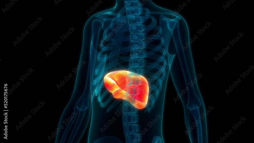 Human Internal Digestive Organ Liver Anatomy Animation Concept Stock ...