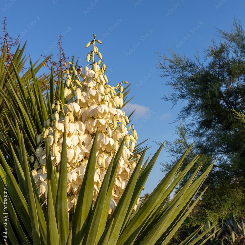 Yucca gigantea (Yucca elephantipes, Yucca guatemalensis) is a yucca ...
