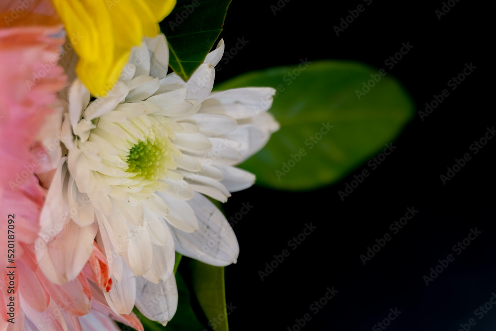 full color of closeup beautiful flower. Stock Photo | Adobe Stock