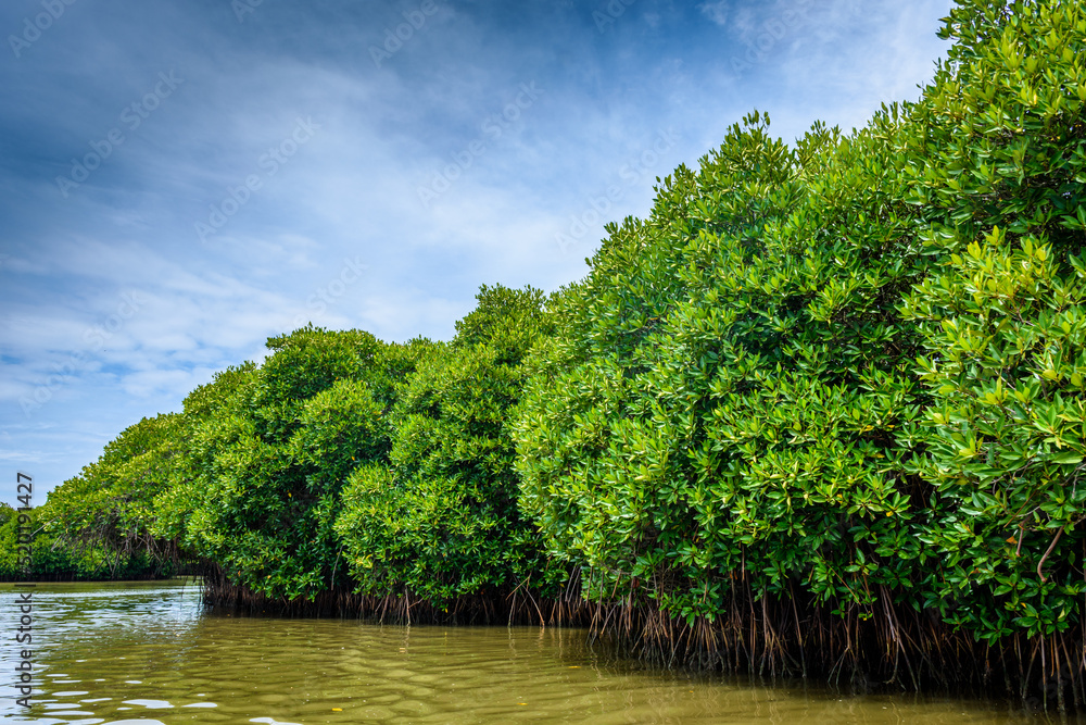 Pichavaram Mangrove Forests The Second Largest Mangrove Forest In The Pichavaram Mangrove Forests The Second Largest Mangrove Forest In The